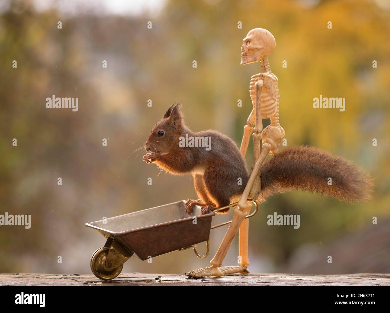 red squirrel on a wheelbarrow with an skeleton Stock Photo - Alamy