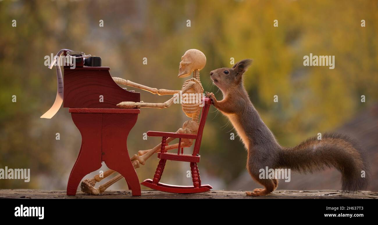 Red squirrel with a skeleton hi-res stock photography and images - Alamy