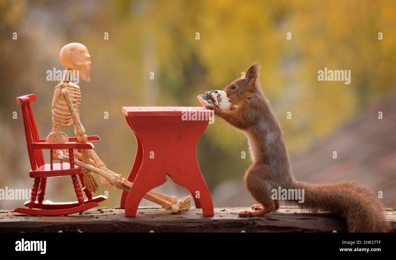 Red Squirrel Skeleton