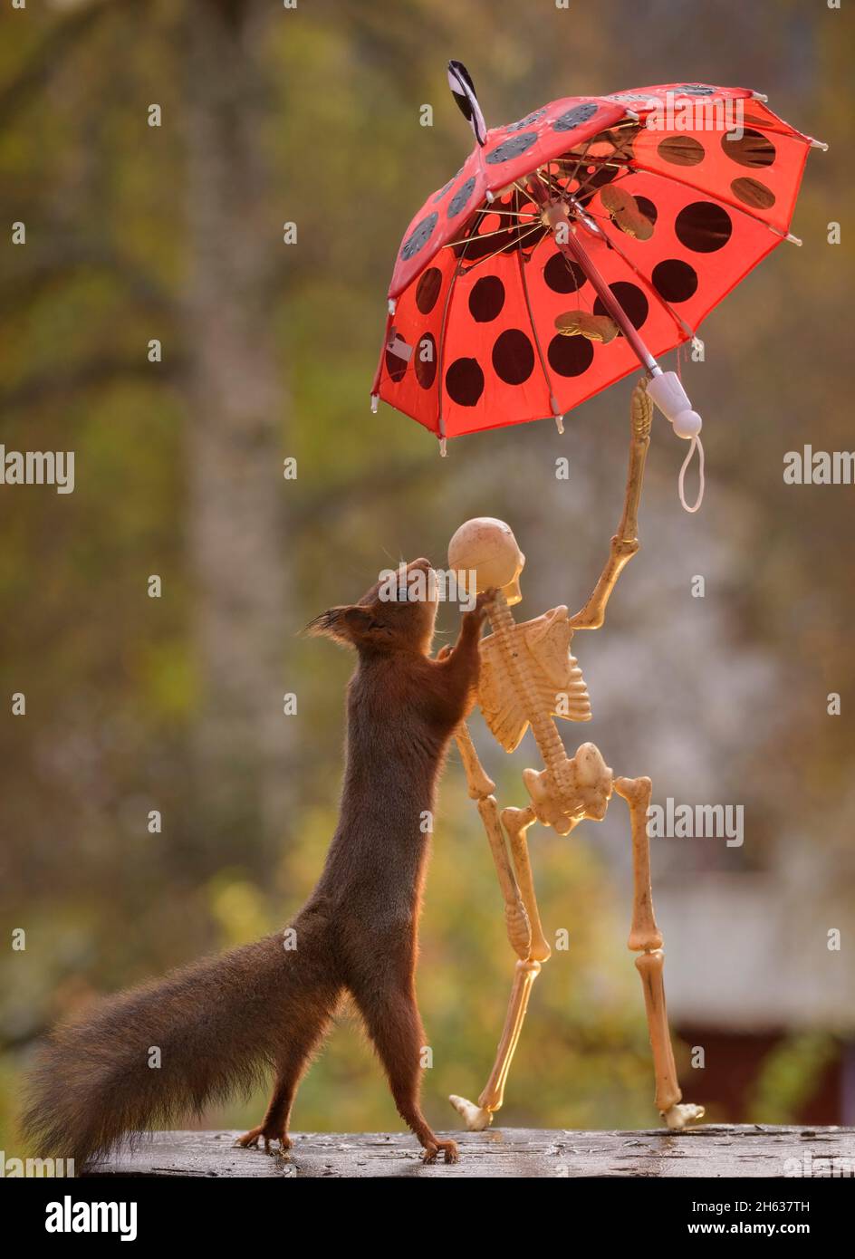 Red squirrel with a skeleton hi-res stock photography and images - Alamy