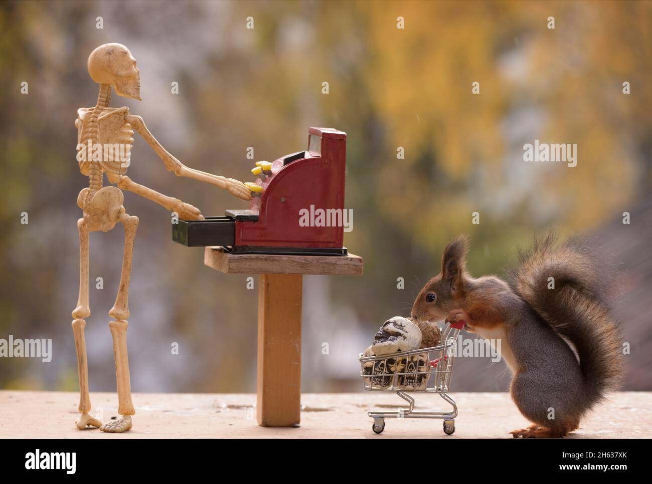 Red squirrel skeleton hi-res stock photography and images - Alamy