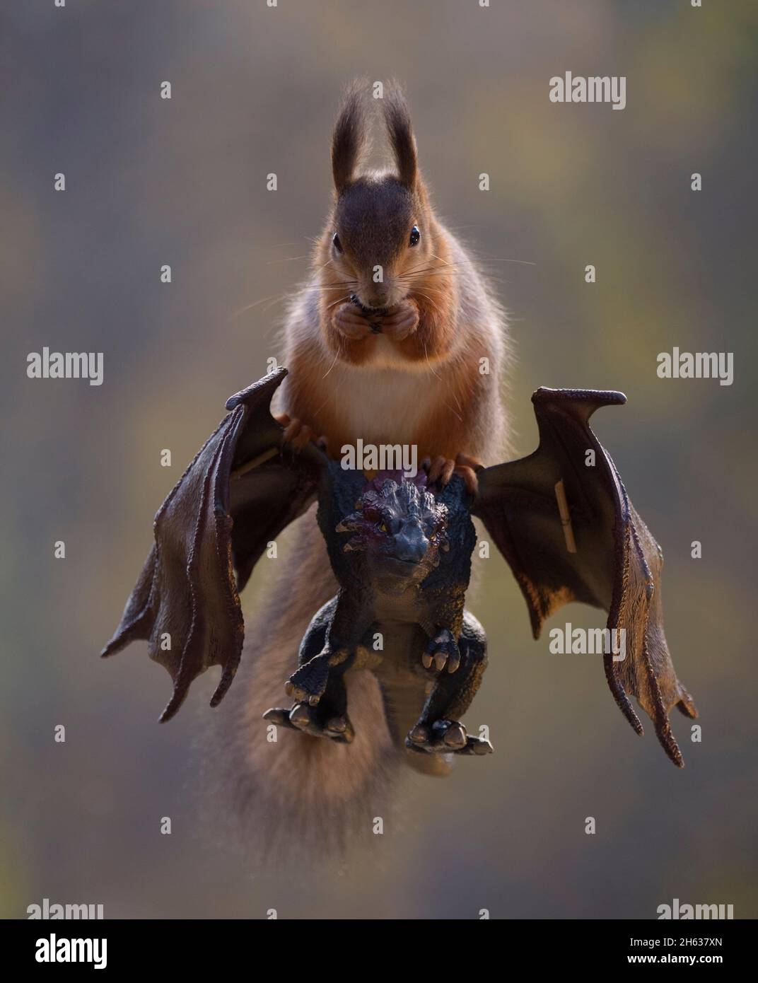 Black dragon hi-res stock photography and images - Alamy