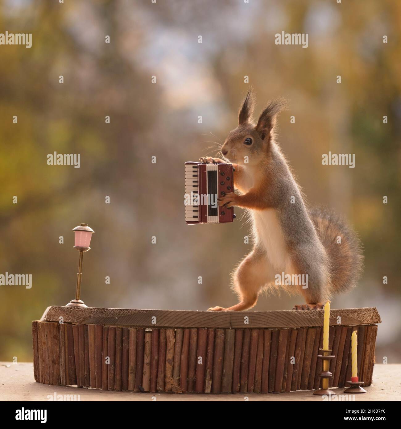 Harmonica concert hi-res stock photography and images - Alamy