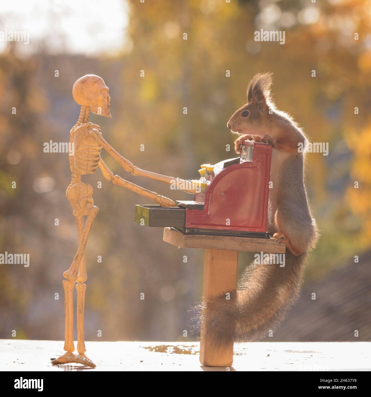 Red squirrel with a skeleton hi-res stock photography and images - Alamy