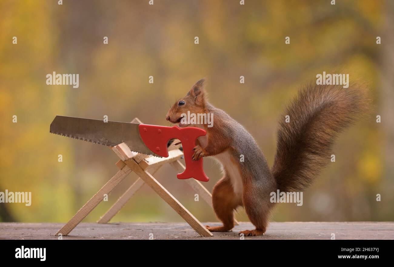 Squirrel saw hi-res stock photography and images - Alamy