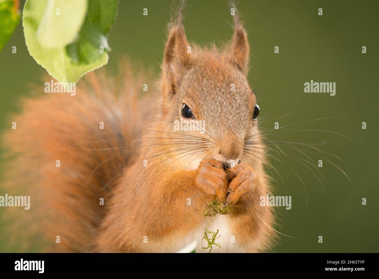 Squirrel hands hi-res stock photography and images - Alamy