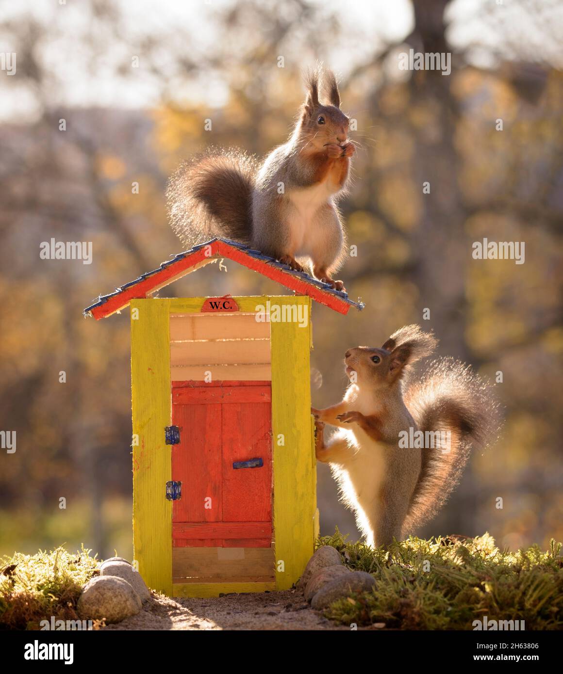 Red squirrels are standing with an out house hi-res stock photography ...