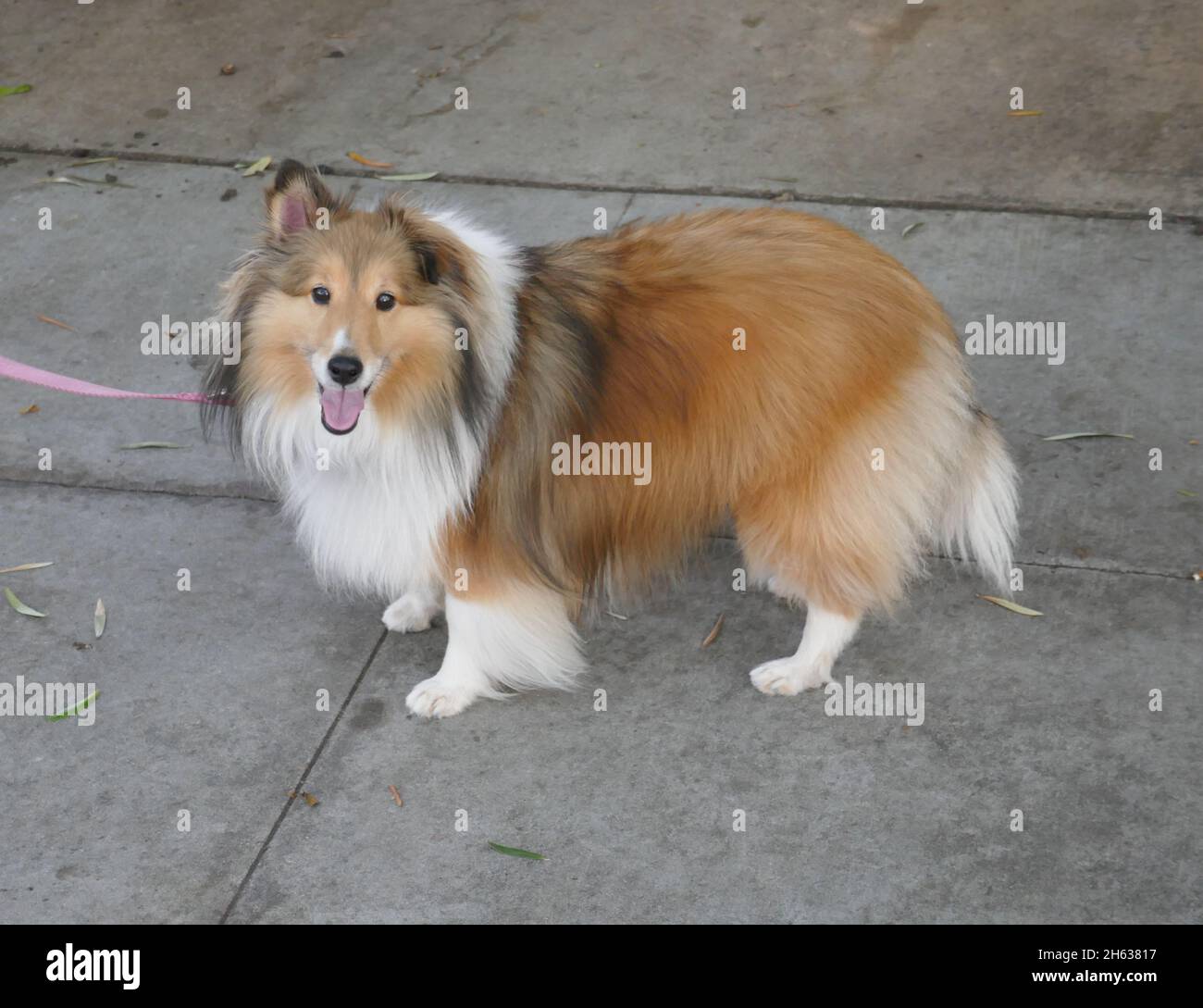 Sheltie Dogs In California