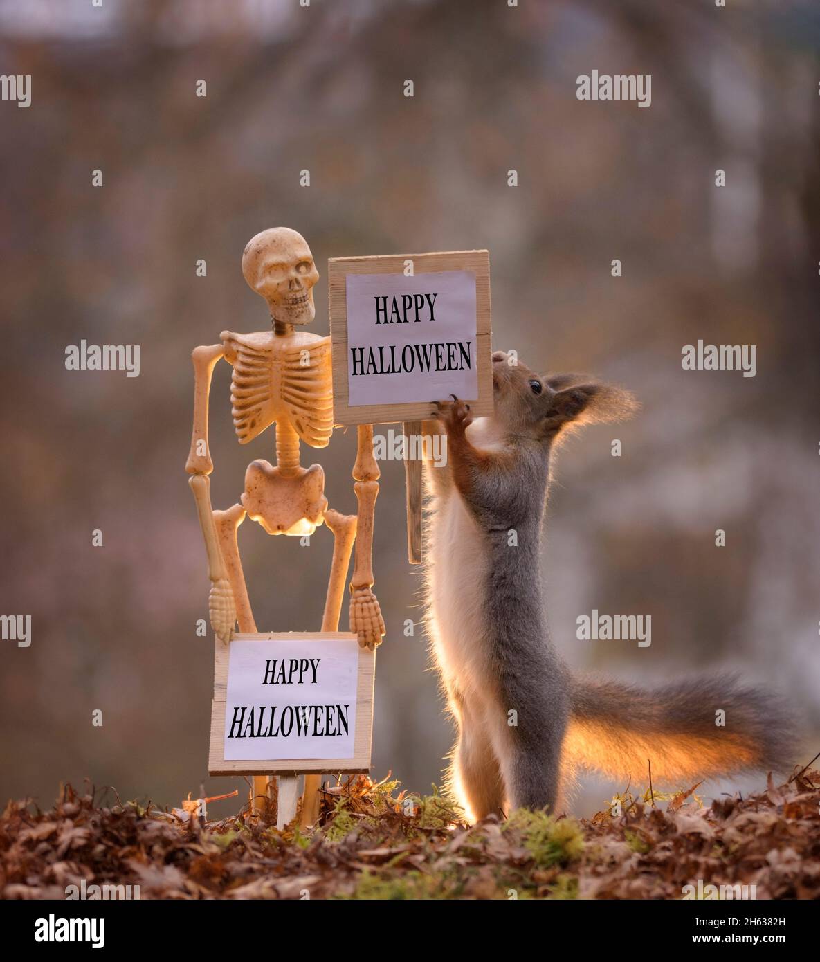 Red squirrel with a skeleton hi-res stock photography and images - Alamy