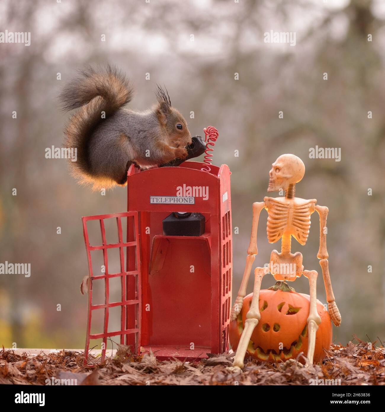 Red squirrel with a skeleton hi-res stock photography and images - Alamy