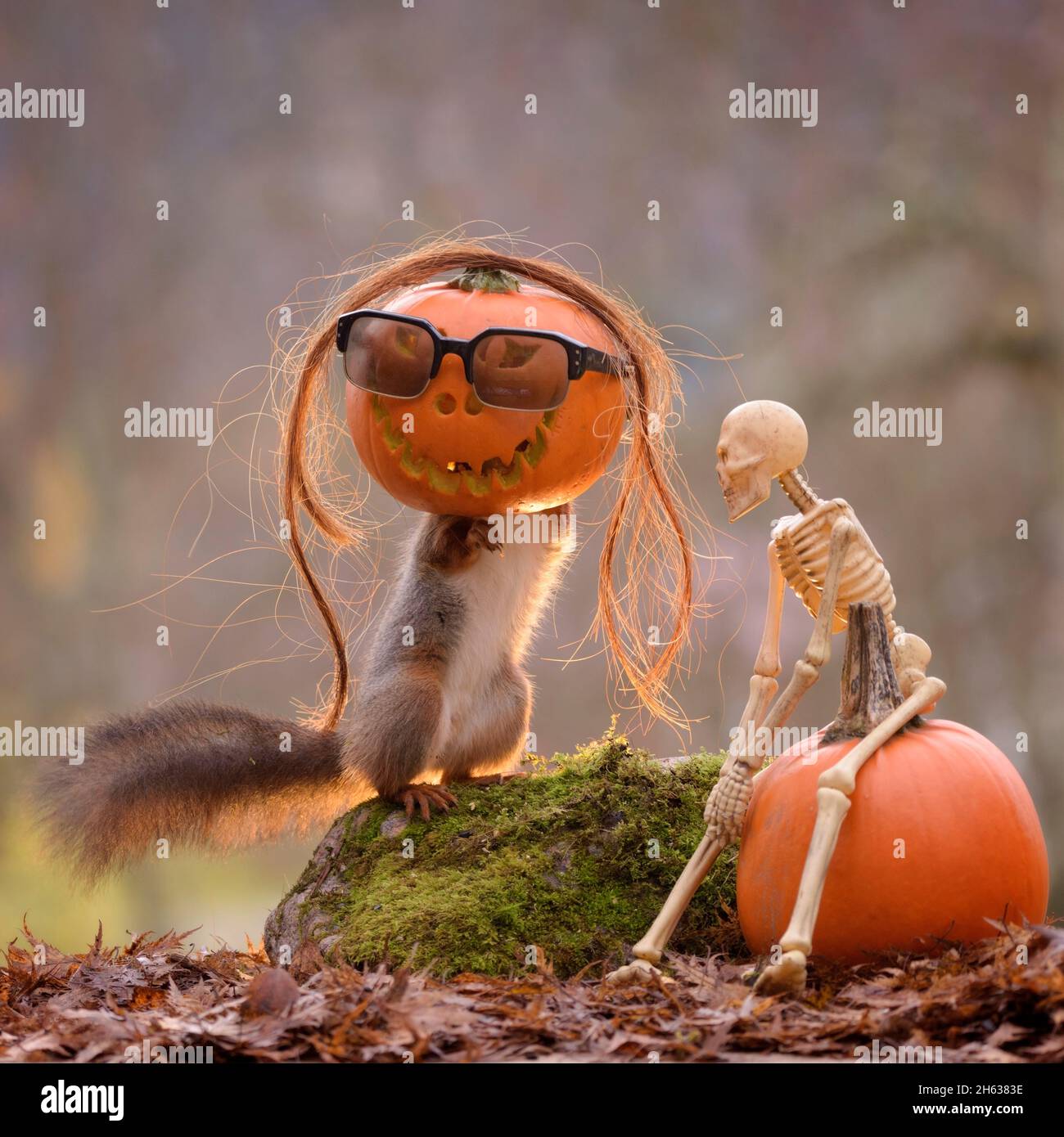 Red squirrel with a skeleton hi-res stock photography and images - Alamy