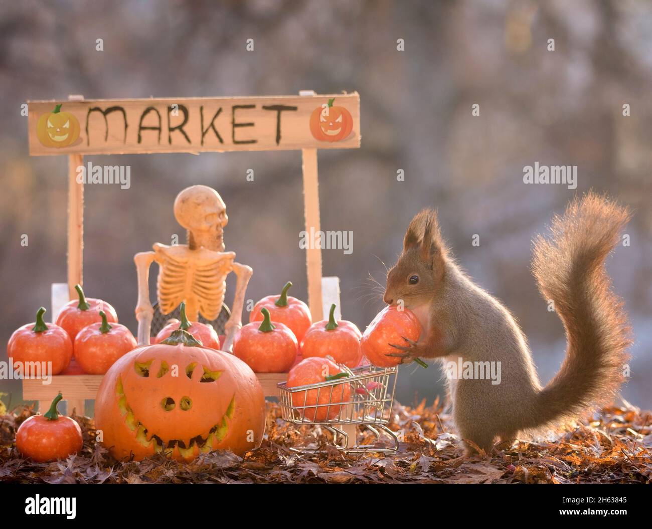 Squirrel Pumpkin Stencil