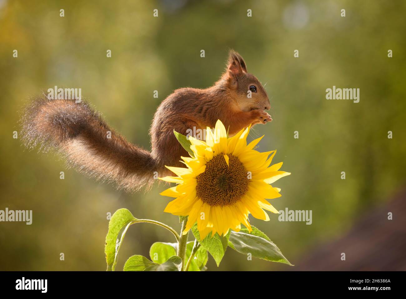 red squirrel stands behind and on sunflower Stock Photo - Alamy