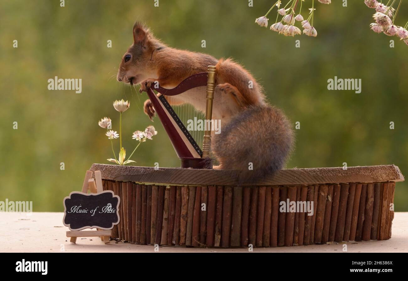 Rodent feet hi-res stock photography and images - Alamy