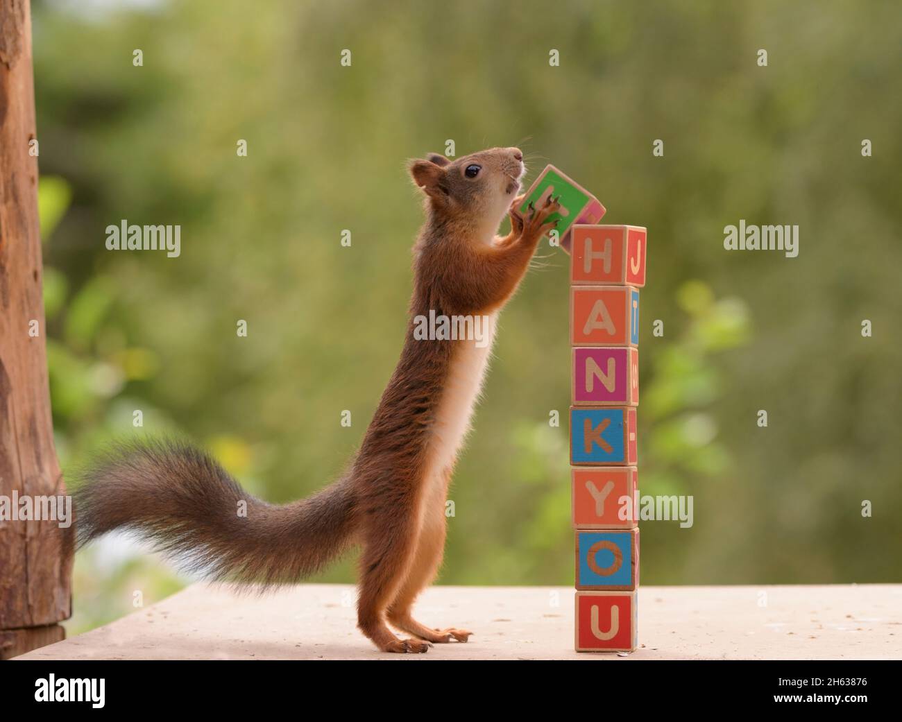 Red squirrel with block in hands the words thank you hi-res stock ...