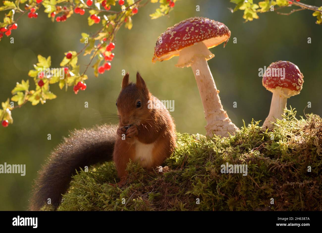 Under tail hi-res stock photography and images - Alamy