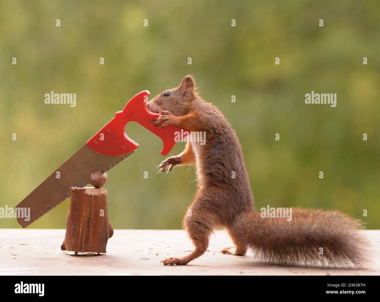Squirrel hands hi-res stock photography and images - Alamy