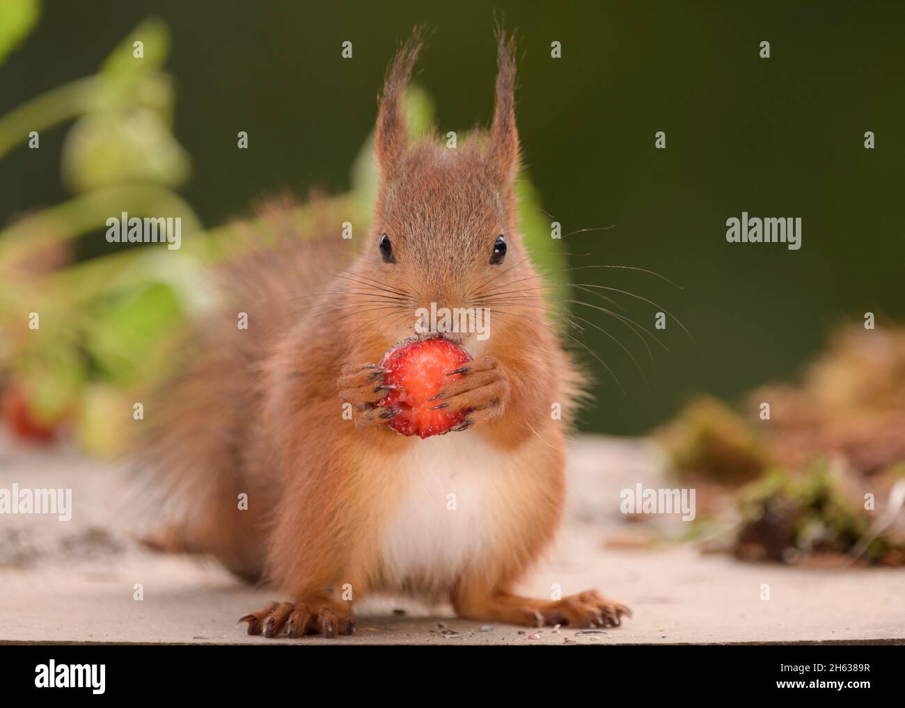 Eating young leaves hi-res stock photography and images - Alamy