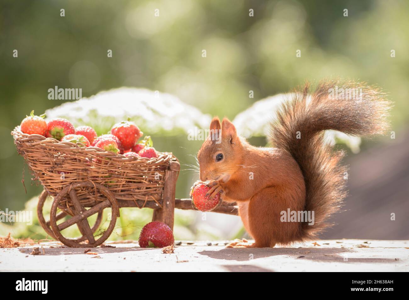 red squirrel with wheelbarrow loaded eating a strawberry Stock Photo ...