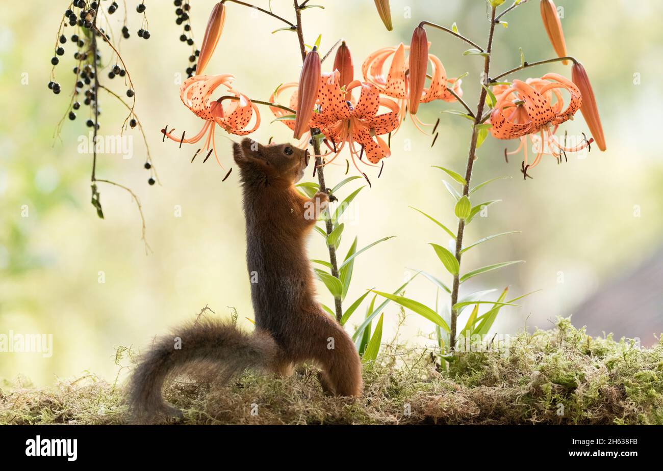 red squirrel standing with a tiger lily Stock Photo - Alamy
