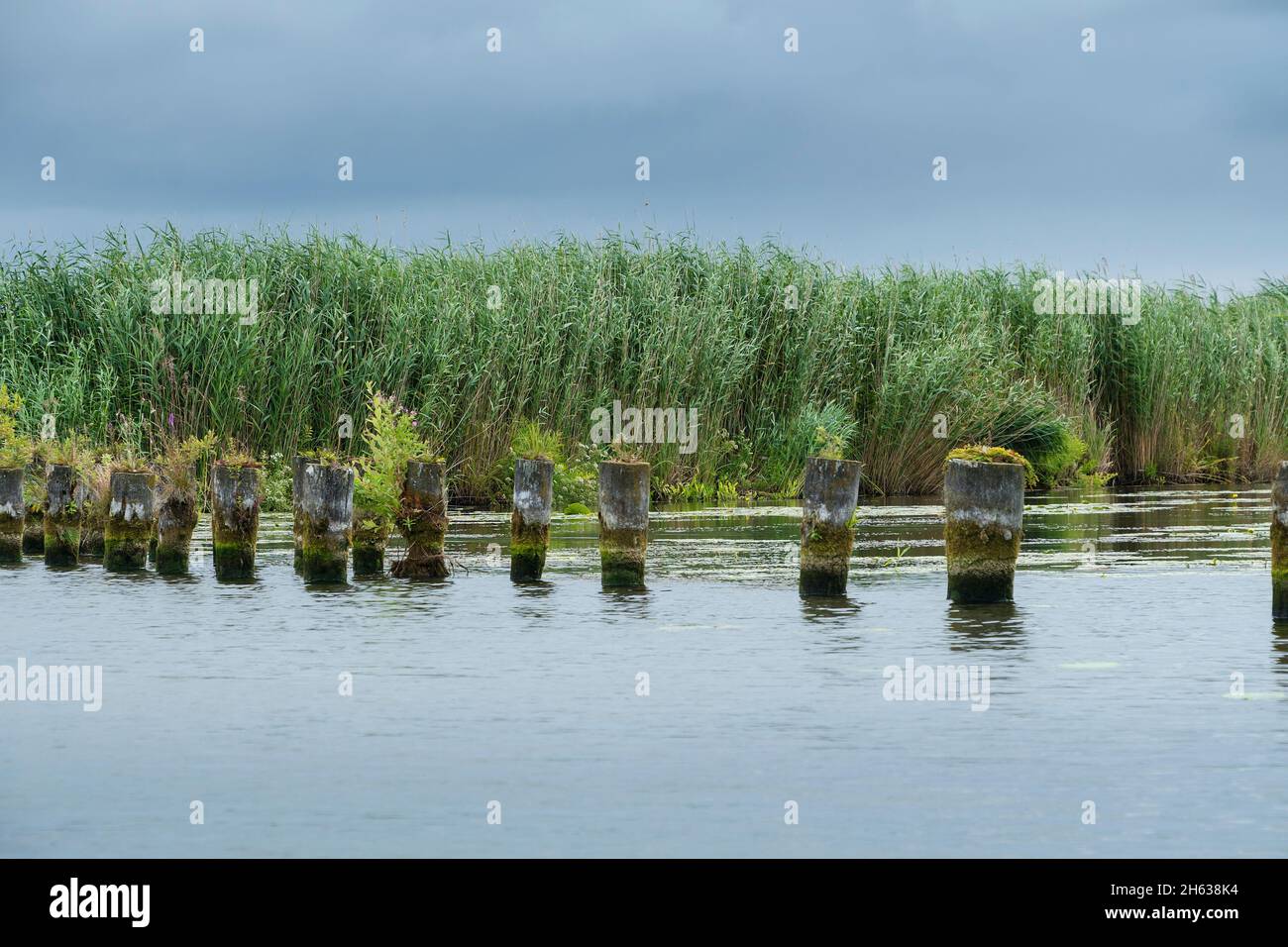 Riverscape nature park peene valley hi-res stock photography and images ...