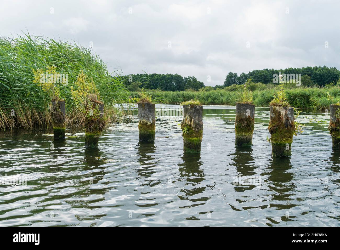 riverscape nature park peene valley,peene,meadow landscape with peat ...