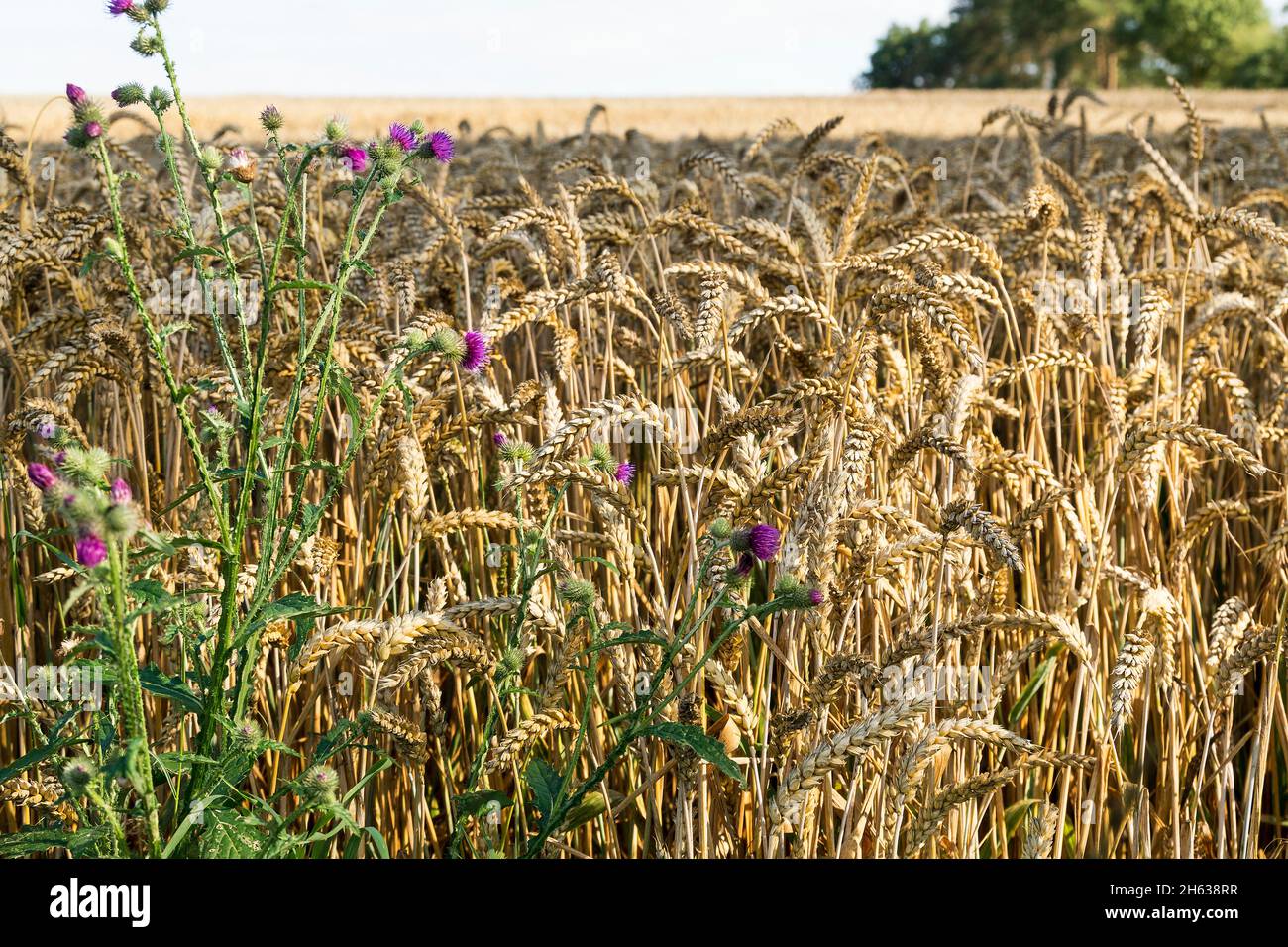 Riverscape nature park peene valley hi-res stock photography and images ...