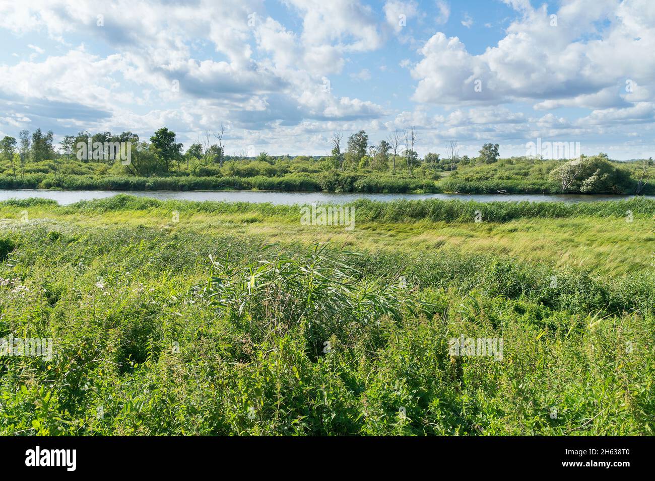 river landscape nature park peene valley,peene landscape near loitz ...