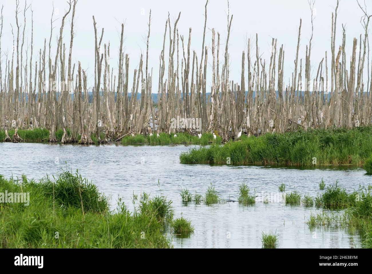 peenetal river landscape nature park,polder renaturation,"polder ...