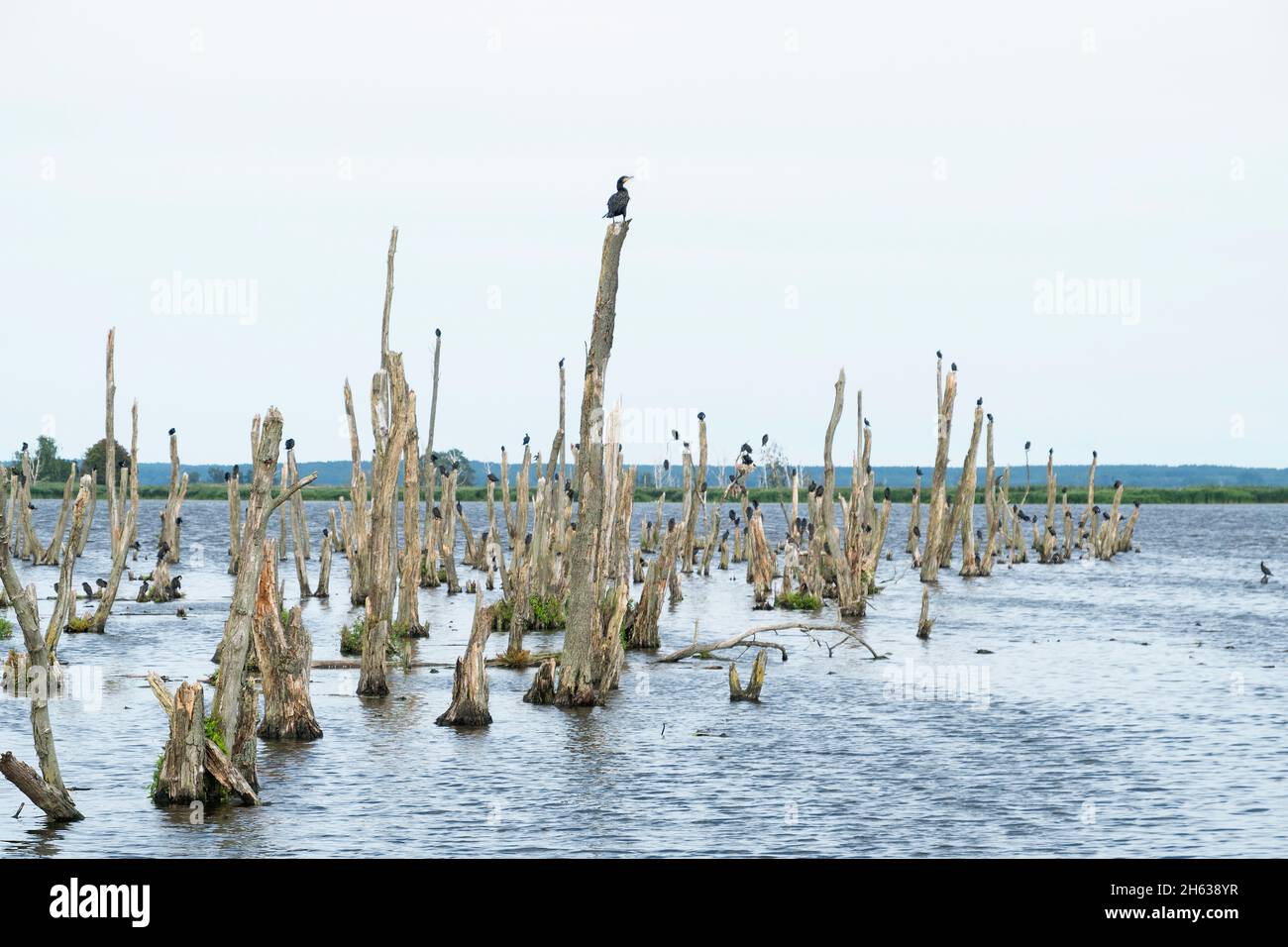 peenetal river landscape nature park,polder renaturation,"polder ...