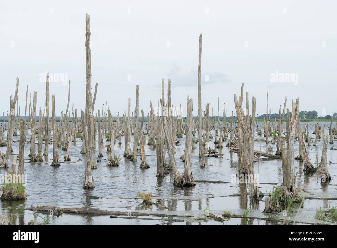 peenetal river landscape nature park,polder renaturation,"polder ...