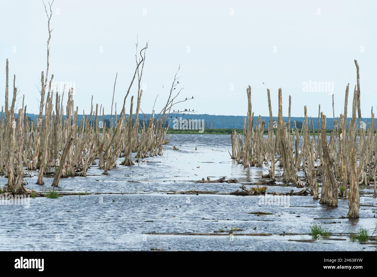 peenetal river landscape nature park,polder renaturation,"polder ...