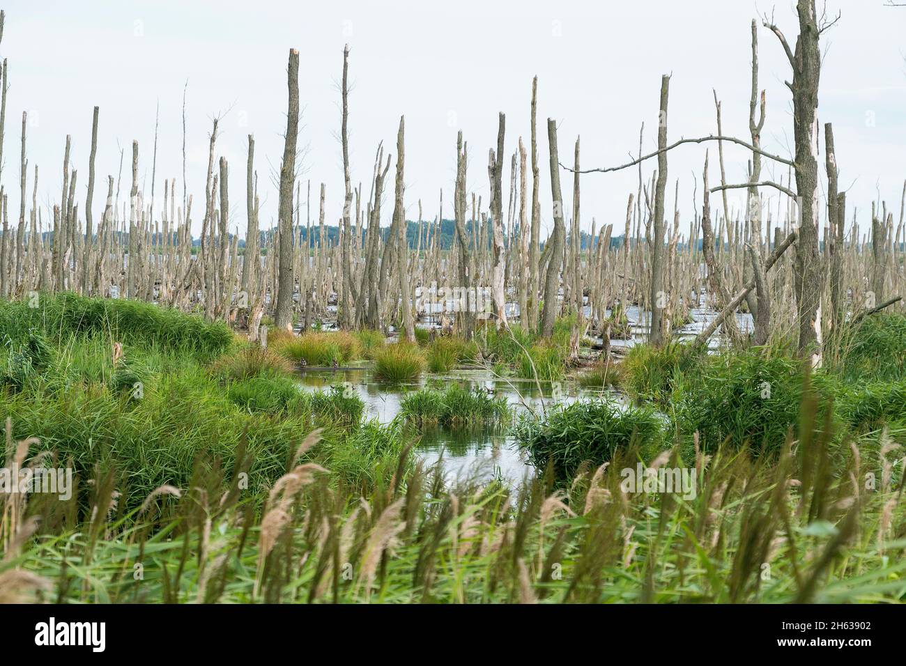Polder immenstadt hi-res stock photography and images - Alamy