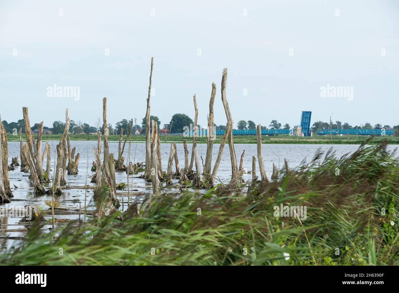 peenetal river landscape nature park,polder renaturation,"polder ...