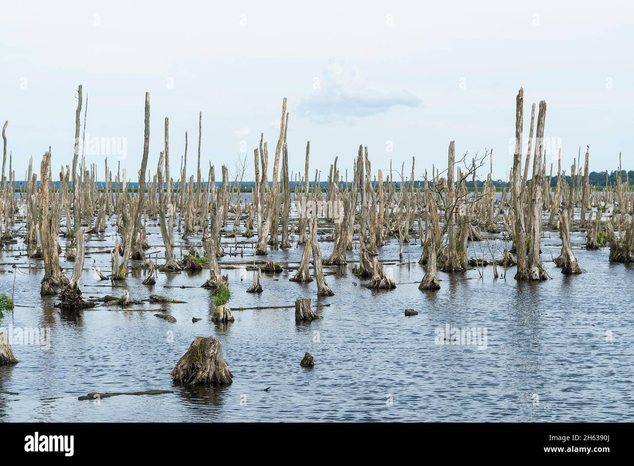 peenetal river landscape nature park,polder renaturation,"polder ...