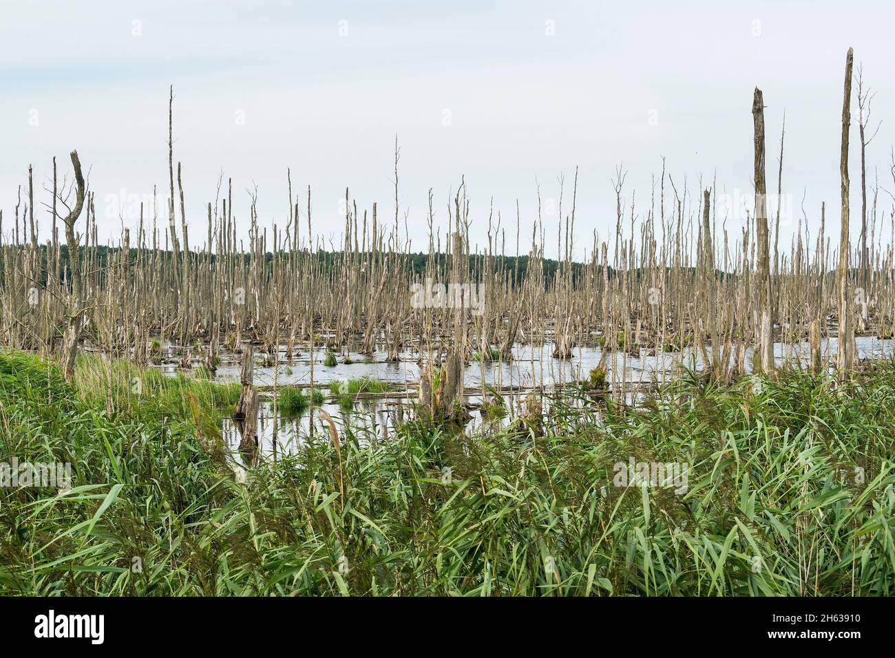 peenetal river landscape nature park,polder renaturation,"polder ...