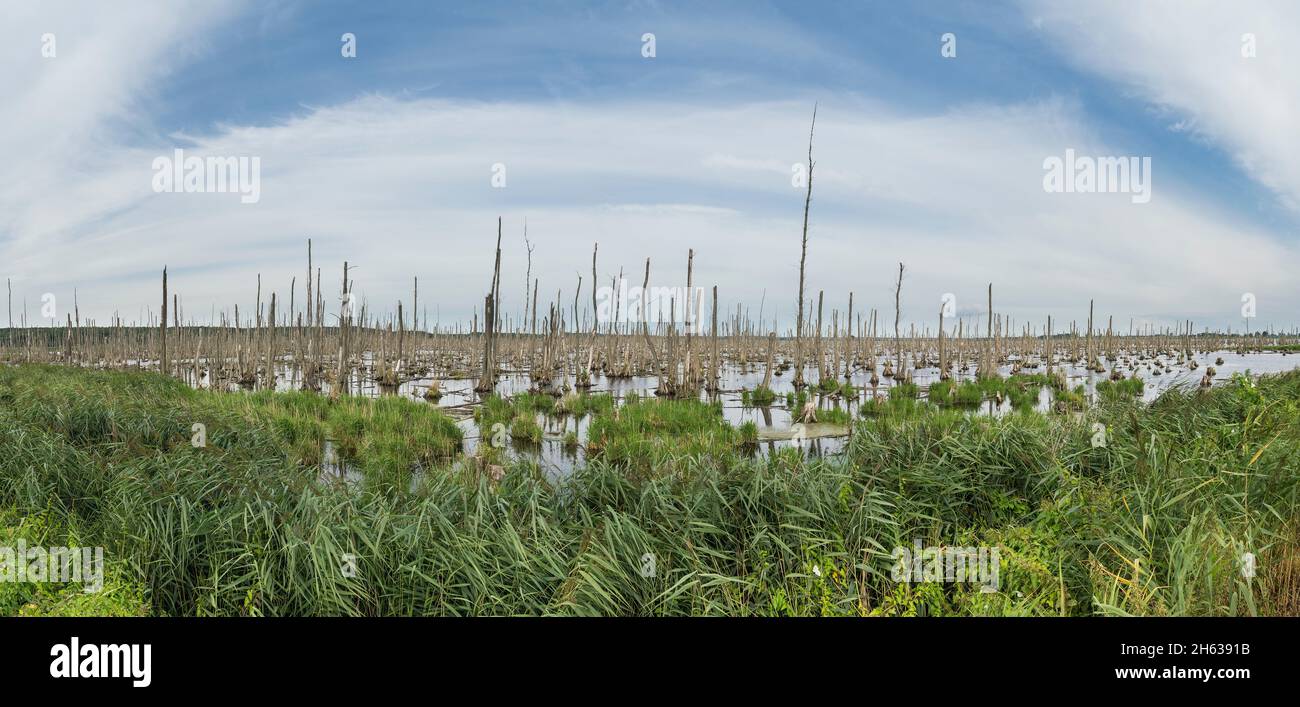 panorama,peenetal river landscape nature park,polder renaturation ...