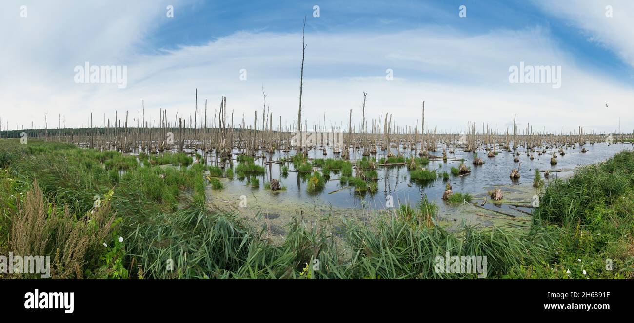 panorama,peenetal river landscape nature park,polder renaturation ...