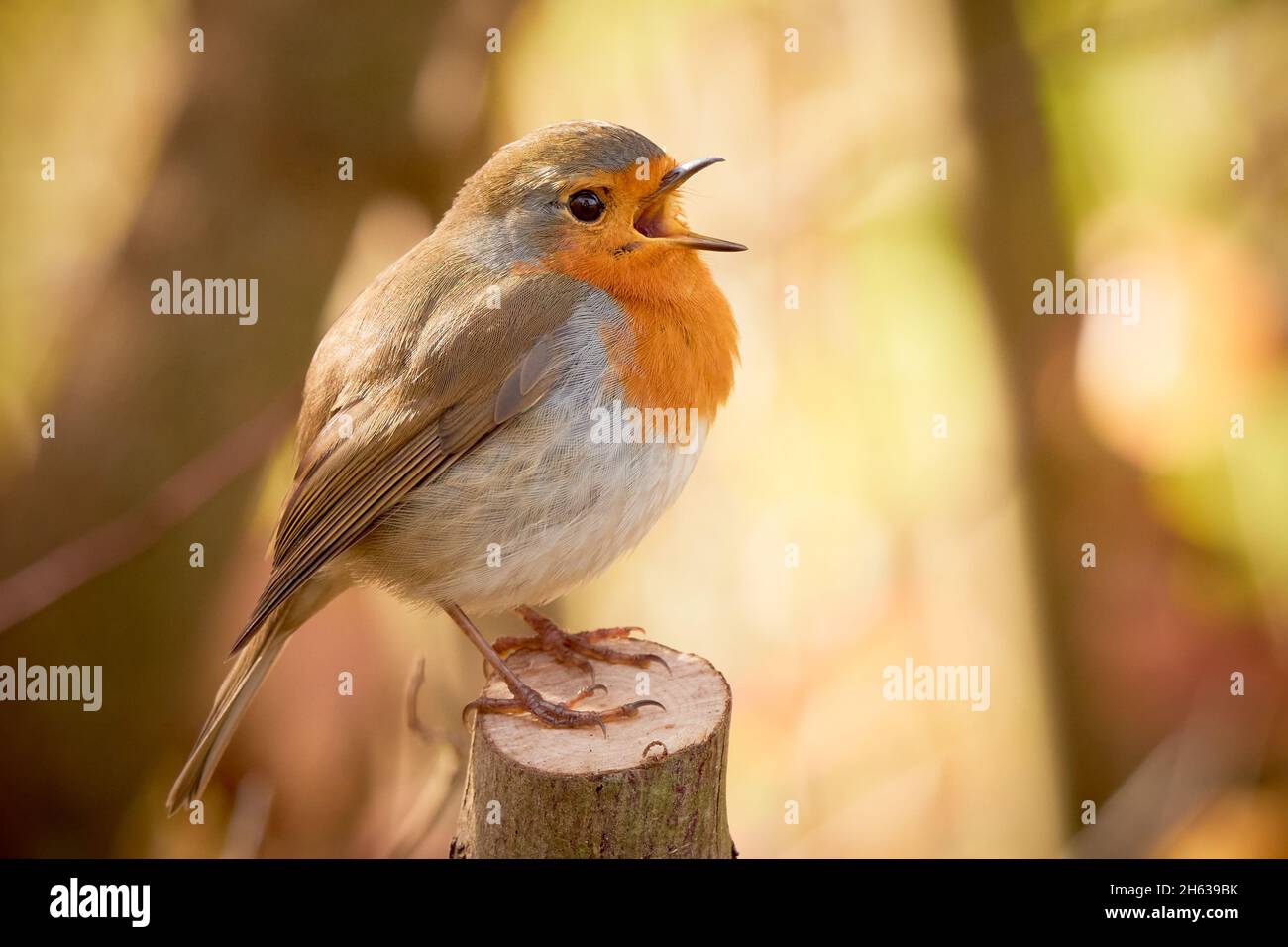 Robin singing sky background hi-res stock photography and images - Alamy