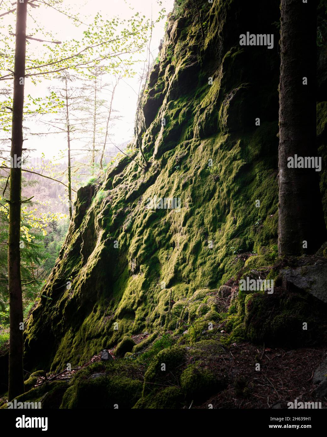 Moss covered rock hi-res stock photography and images - Alamy