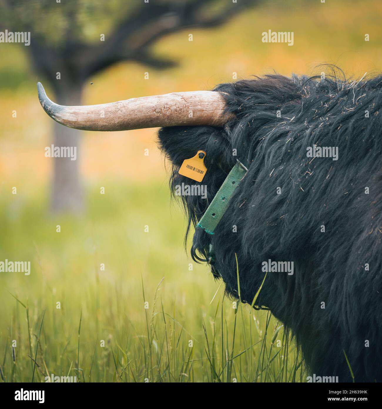 scottish highland cattle,swabian alb Stock Photo - Alamy