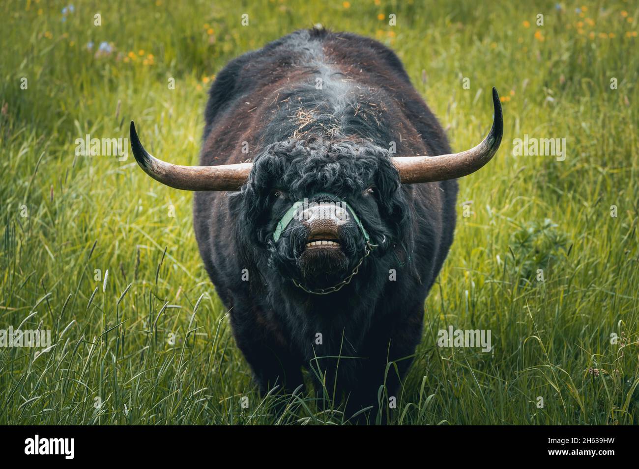 bull,scottish highland cattle,swabian alb Stock Photo - Alamy