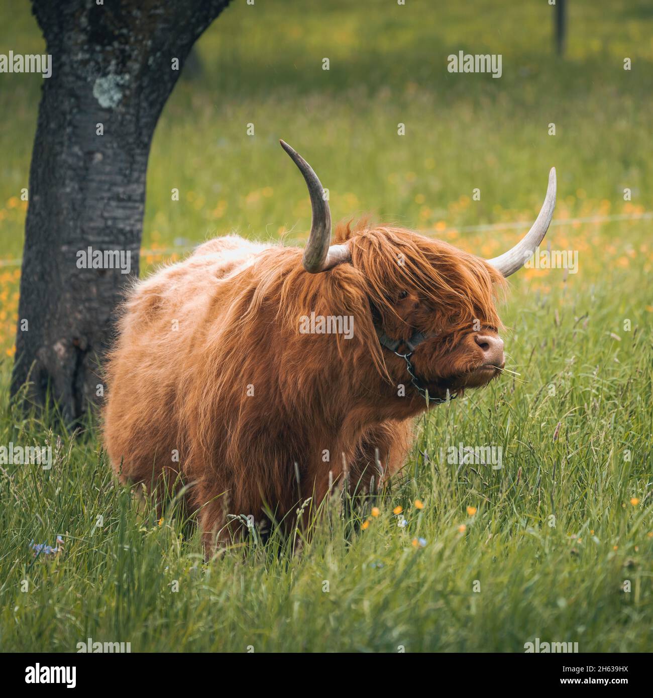 Scottish highland cattle graze hi-res stock photography and images - Alamy