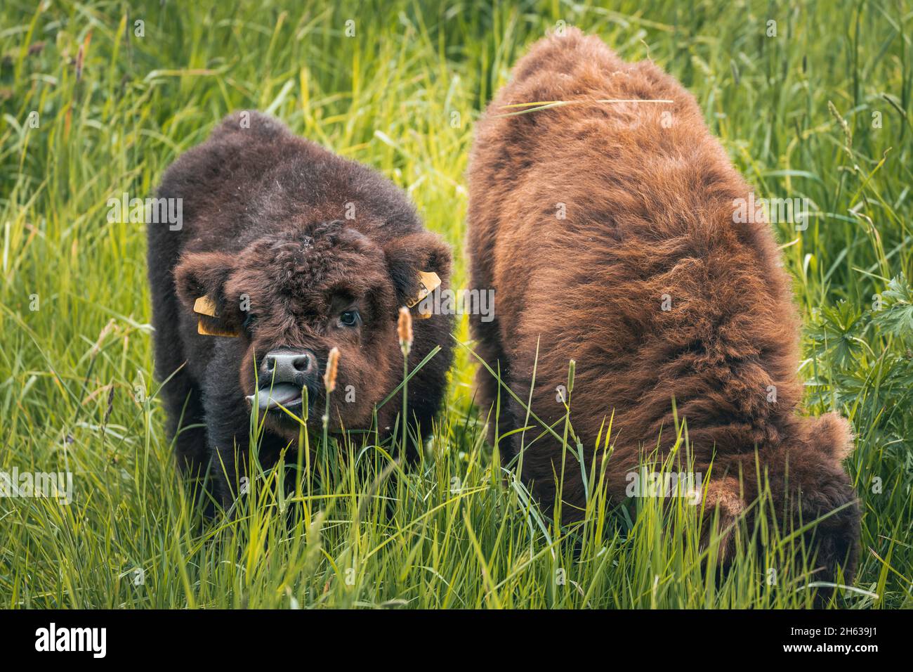 Young cattle feeding hi-res stock photography and images - Alamy