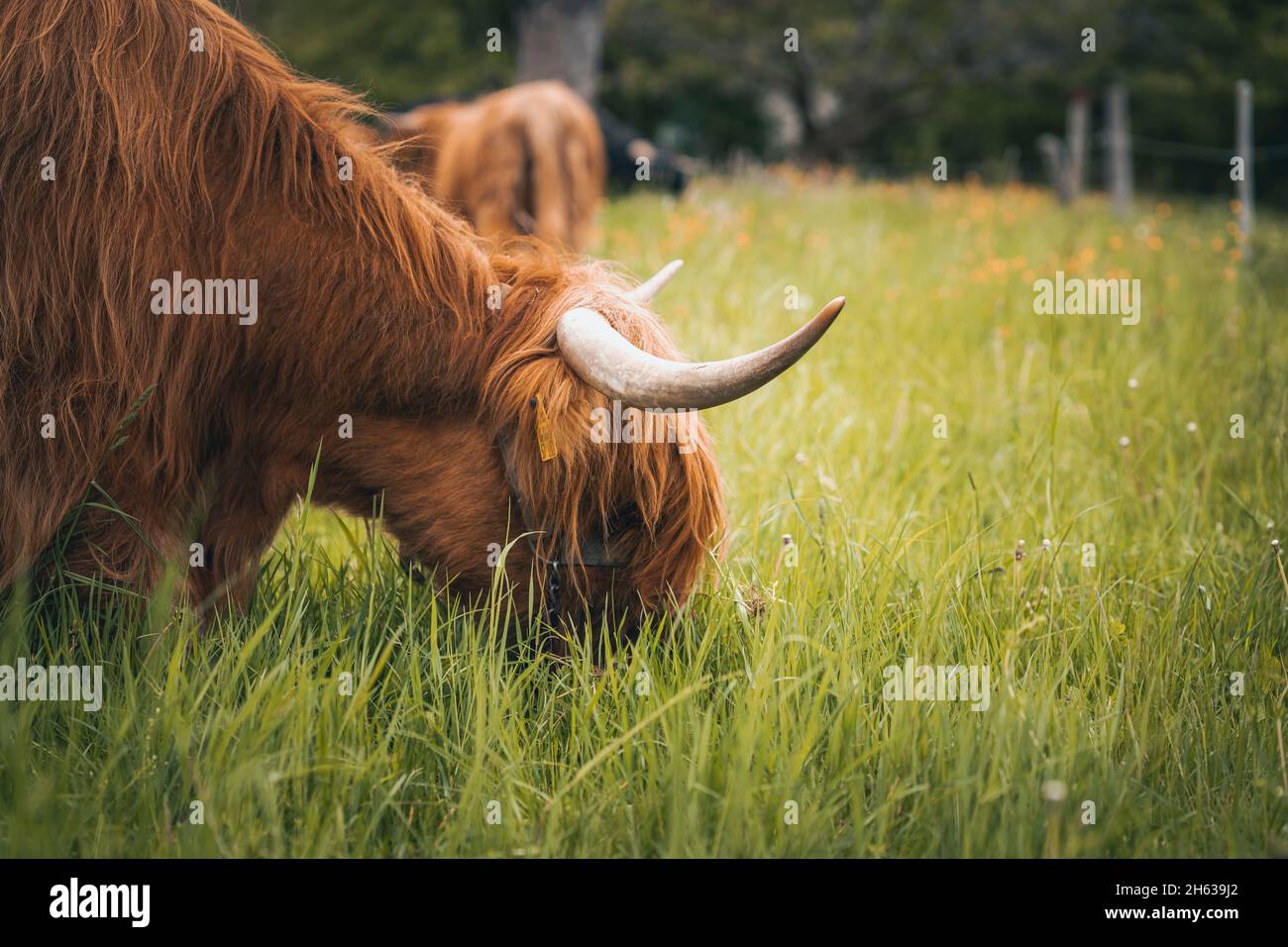 scottish highland cattle,swabian alb Stock Photo - Alamy