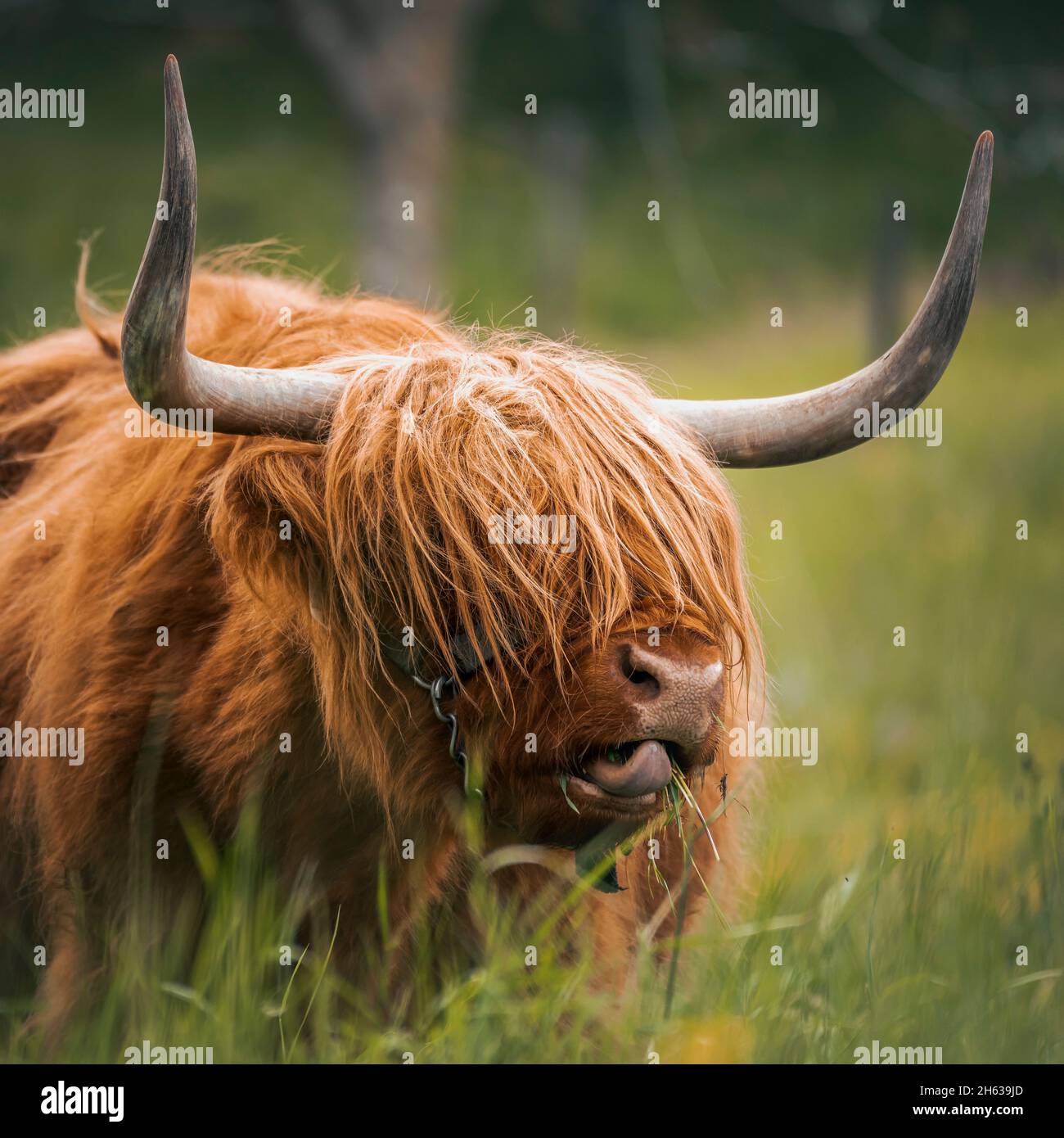 scottish highland cattle,swabian alb Stock Photo - Alamy