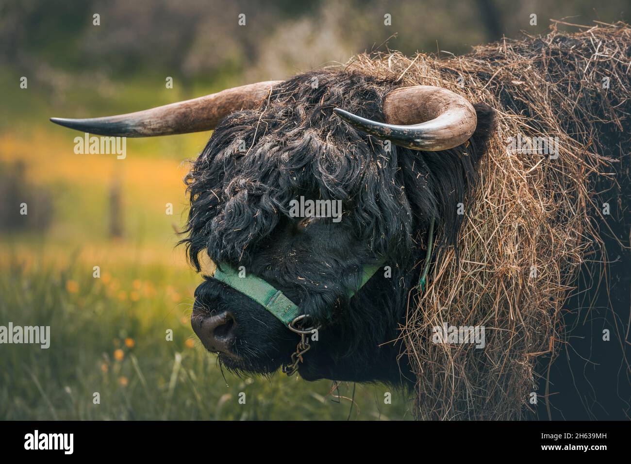 bull,scottish highland cattle,swabian alb Stock Photo - Alamy