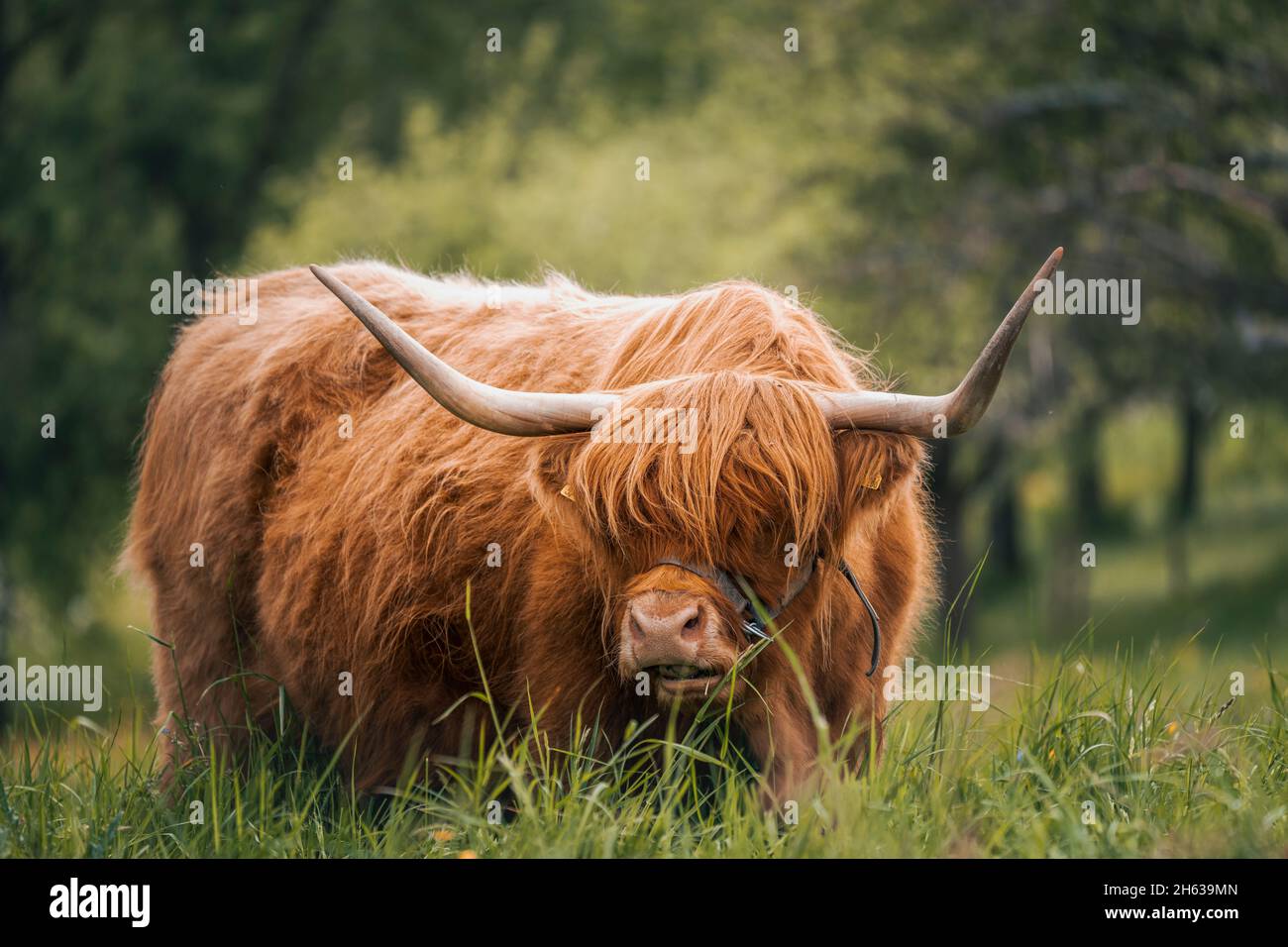 scottish highland cattle,swabian alb Stock Photo - Alamy