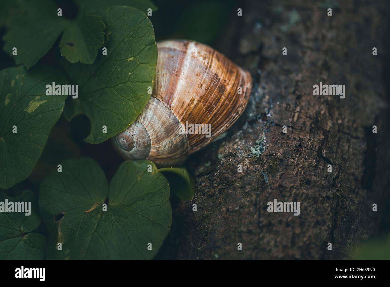 snail shell,roman snail in the forest Stock Photo - Alamy