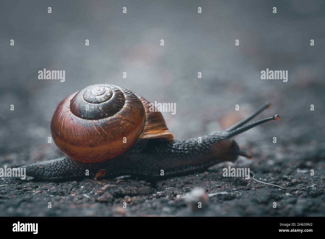 snail with house on the way Stock Photo - Alamy